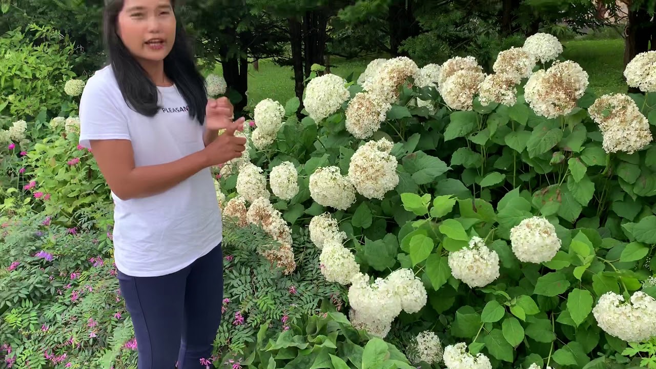 Yuni garden in summer season of Hokkaido japan - YouTube