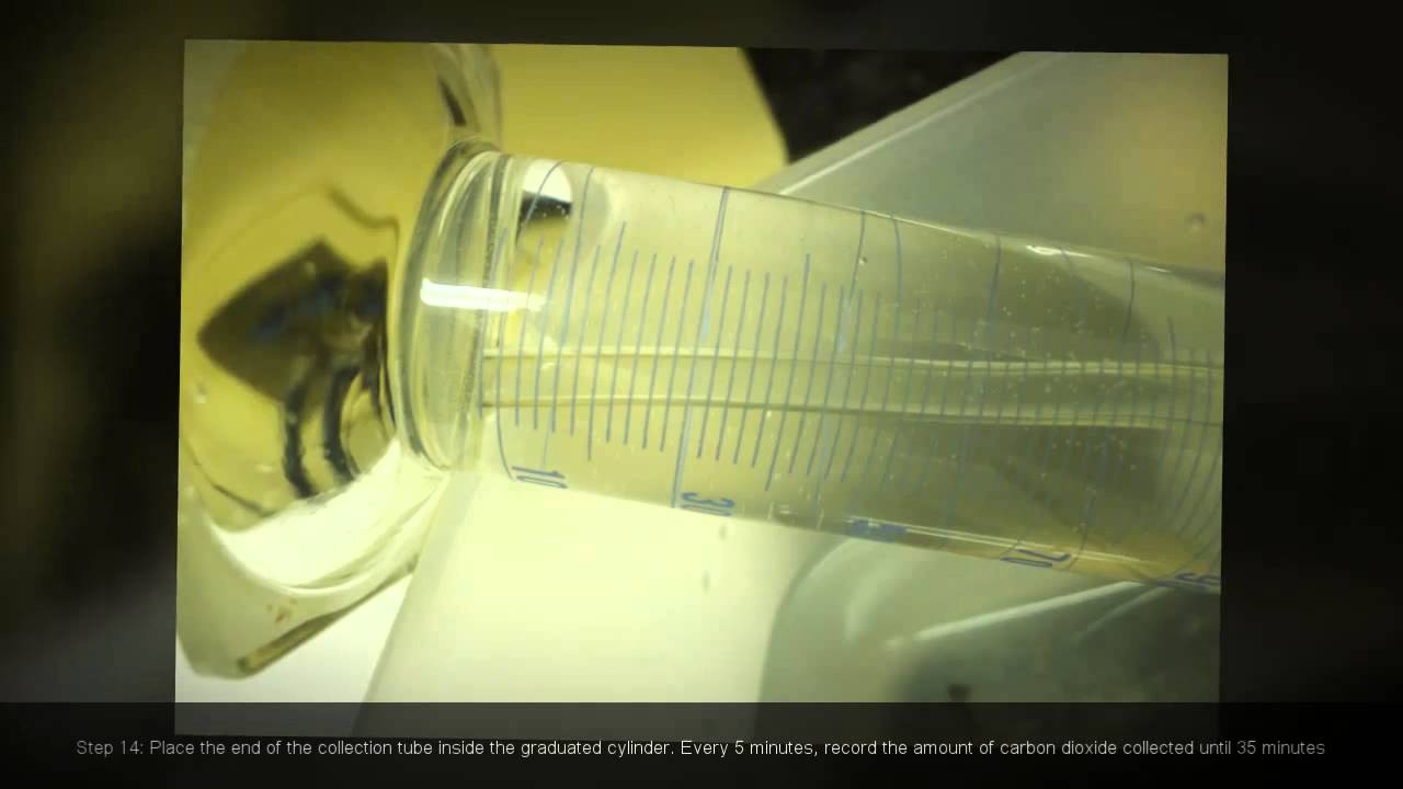 Yeast Metabolism Experiment - YouTube