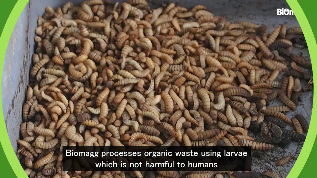 Biomagg Presentation (English Version) - YouTube