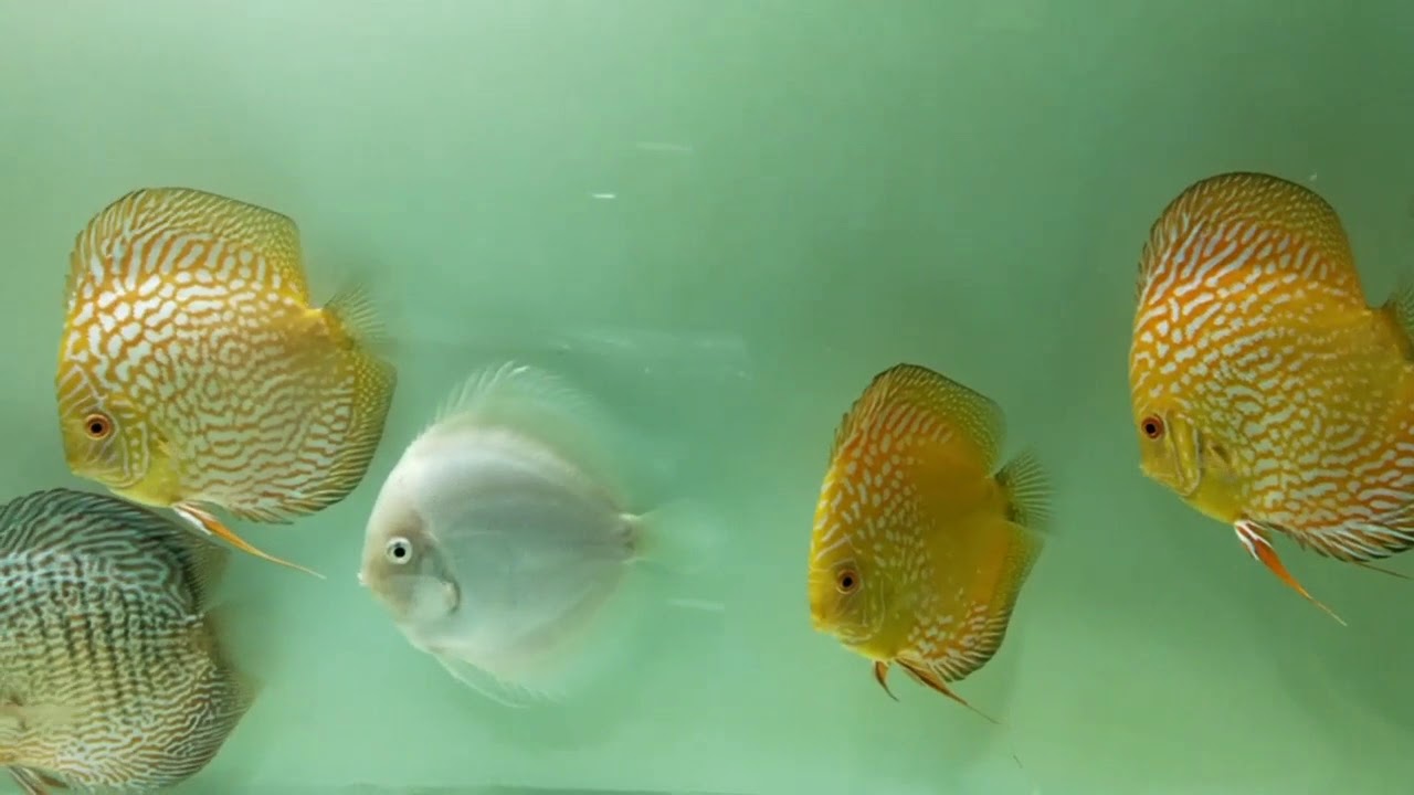 Discus fish Golden map - YouTube