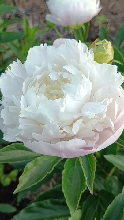 Пион Миртл Джентри #peony #любовь - YouTube