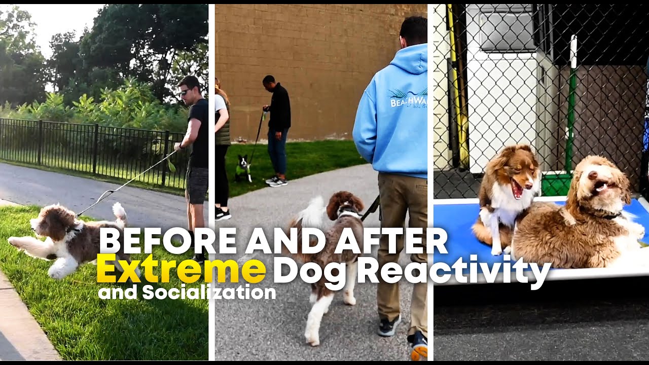 Before & After: EXTREME Dog Reactivity and Socialization. HOW WE SOLVED ...