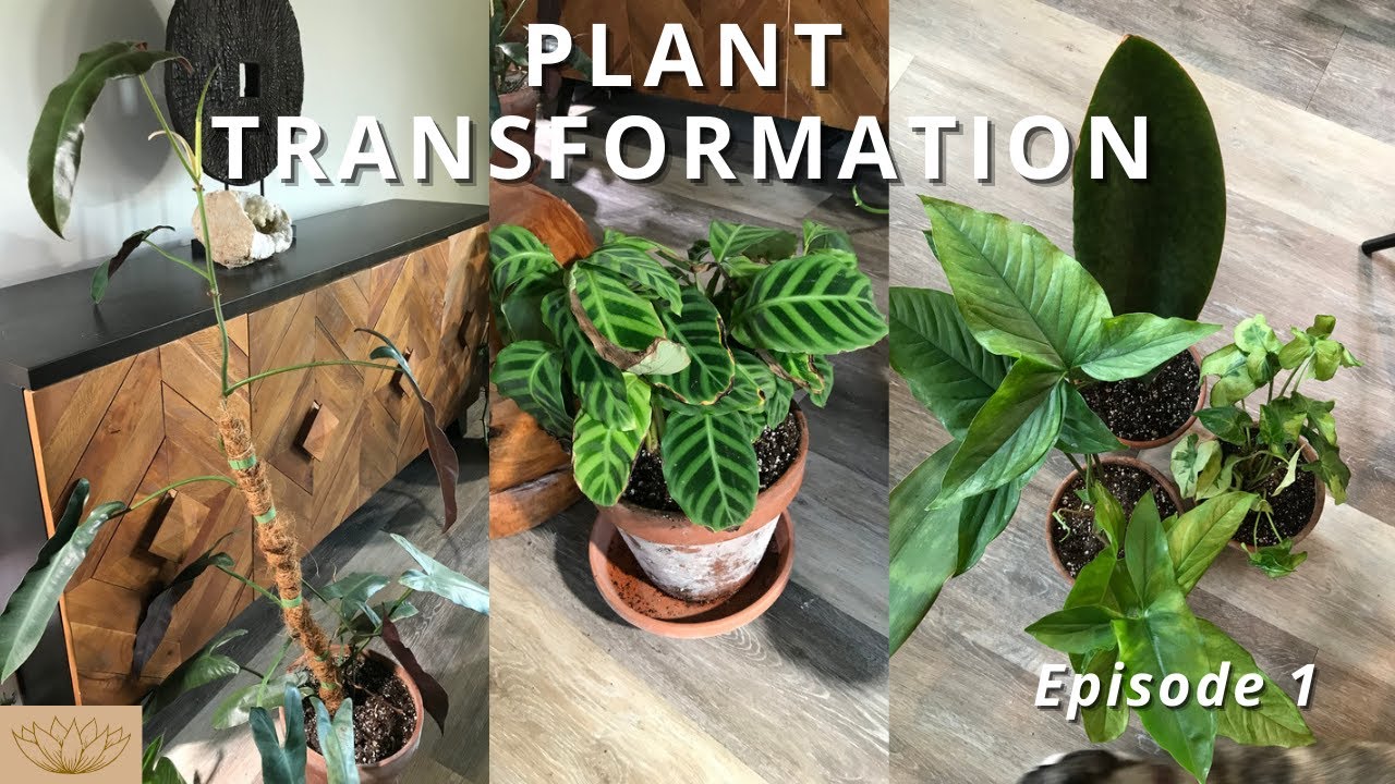 Plant Transformation Series Episode 1 | Combining and Repotting Plants ...