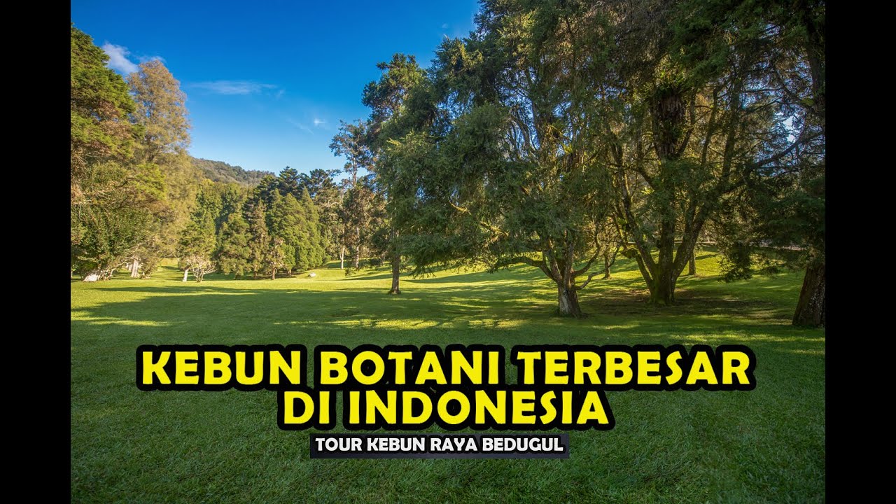 KEINDAHAN KEBUN RAYA BEDUGUL YANG MERUPAKAN KEBUN BOTANI TERBESAR DI ...