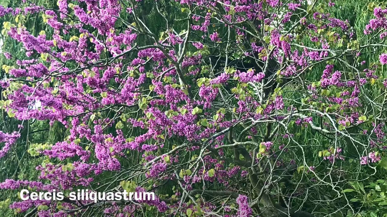 My Top 10 Trees for Medium Sized Spaces, Best Medium Sized Trees For A ...