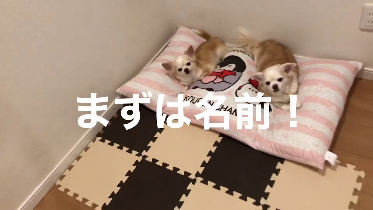 犬の名前の紹介です - YouTube