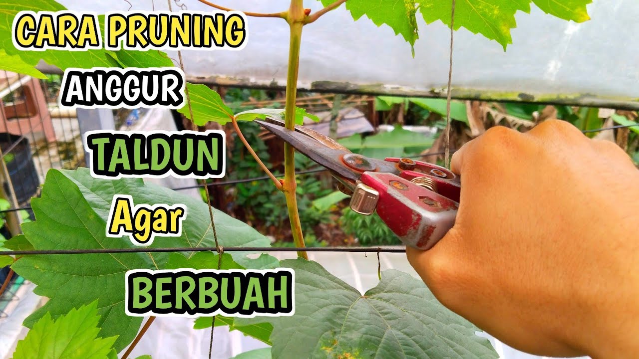 Cara Pruning Anggur TALDUN Agar Berbuah Lebat‼️ - YouTube