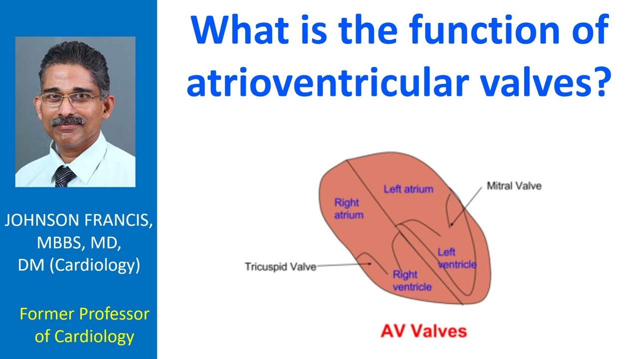 Atrioventricular Valve