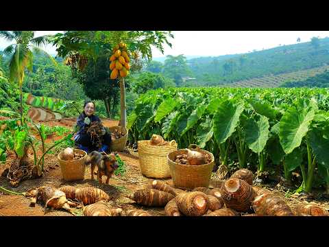 Harvest Taro Goes To Market Sell, Cook Taro Soup, Give Best Friend Two Puppies, Garden, Daily Life.