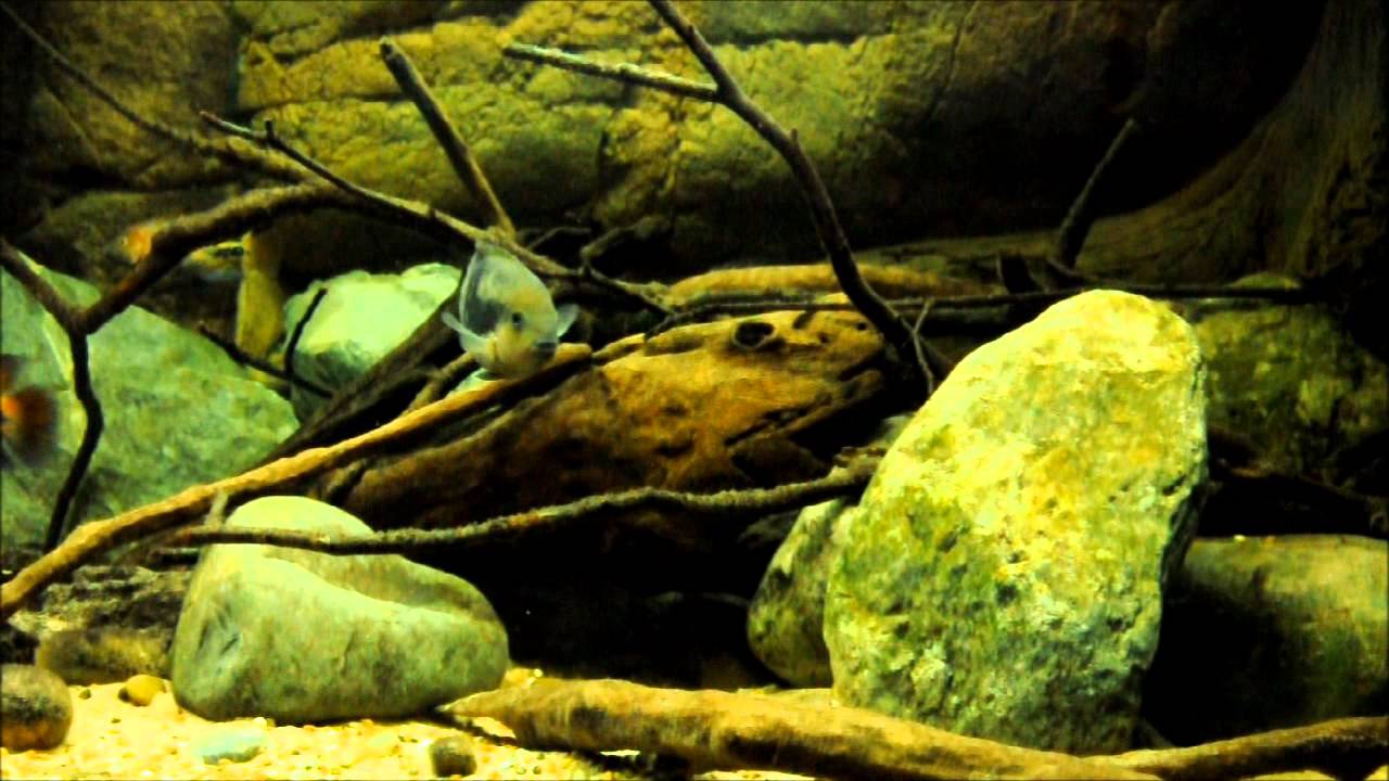 Chuco intermedium (Rio Chacamax) - YouTube