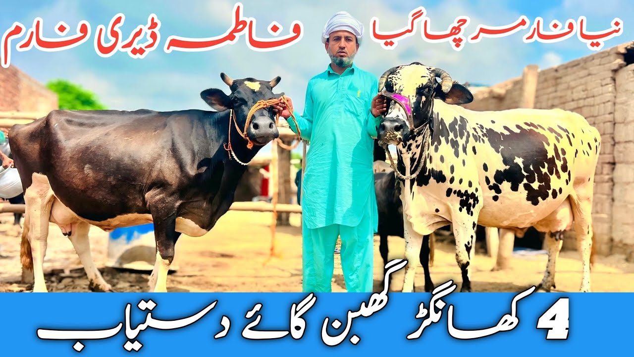 New Farmer | Australian Friesian cows Khanger | Khanger cows | Buffalo ...