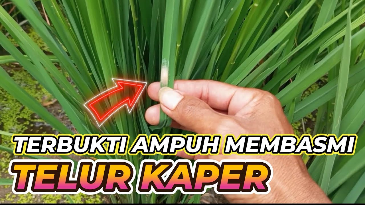 Cara Ampuh Basmi Telur Kaper Putih Penyebab Beluk dan Sundep - YouTube
