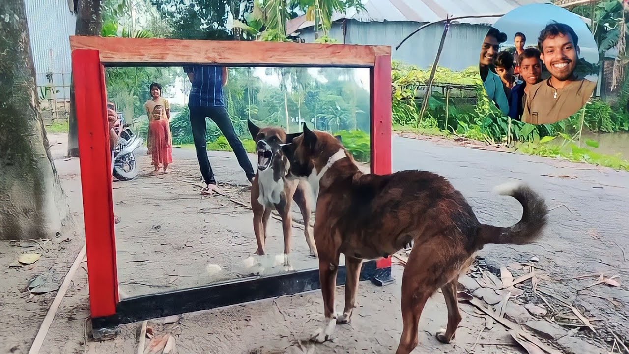 New Fight Funny Dog Mirror Prank | Hilarious Reaction | Dog Vs Mirror ...