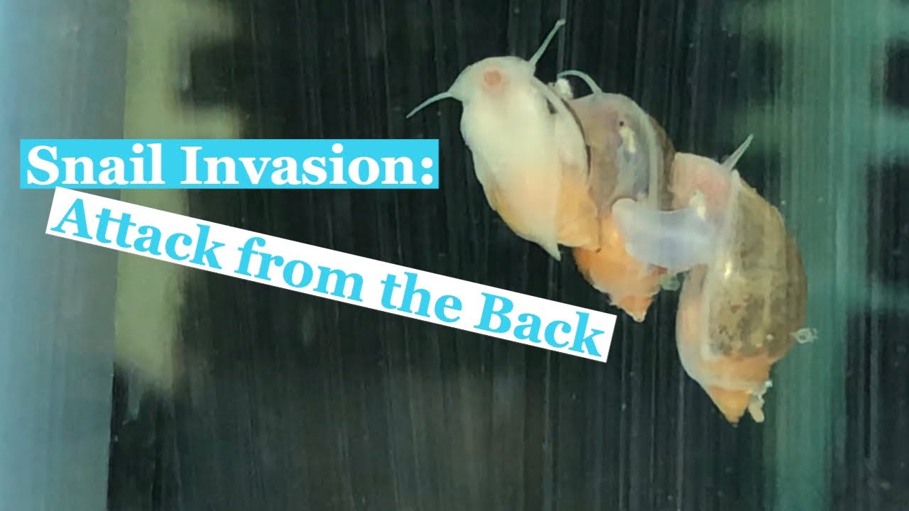 Snail Invasion: Attack from the Back - YouTube