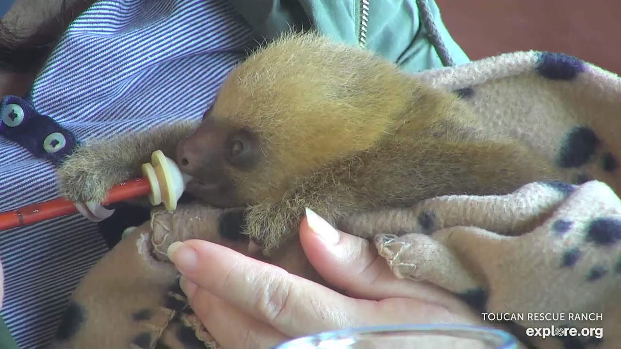 Bottle Feeding a Baby Sloth - YouTube
