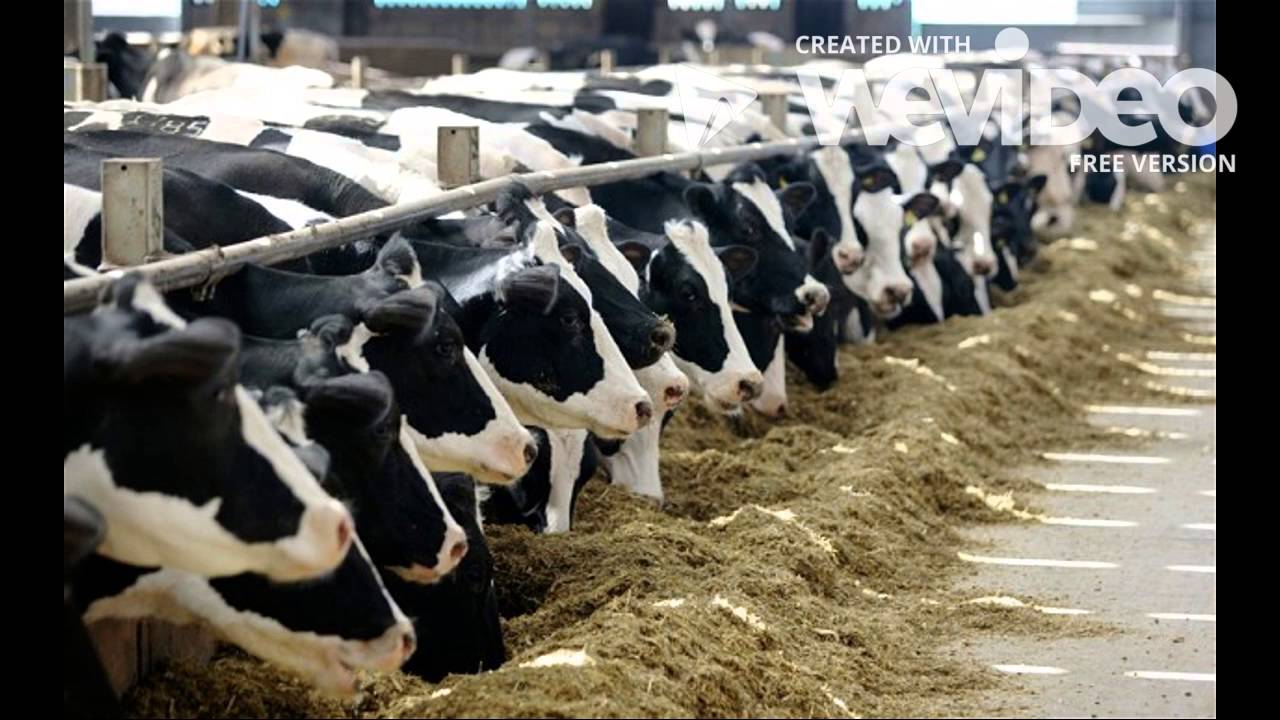 The Uganda Dairy Project - YouTube
