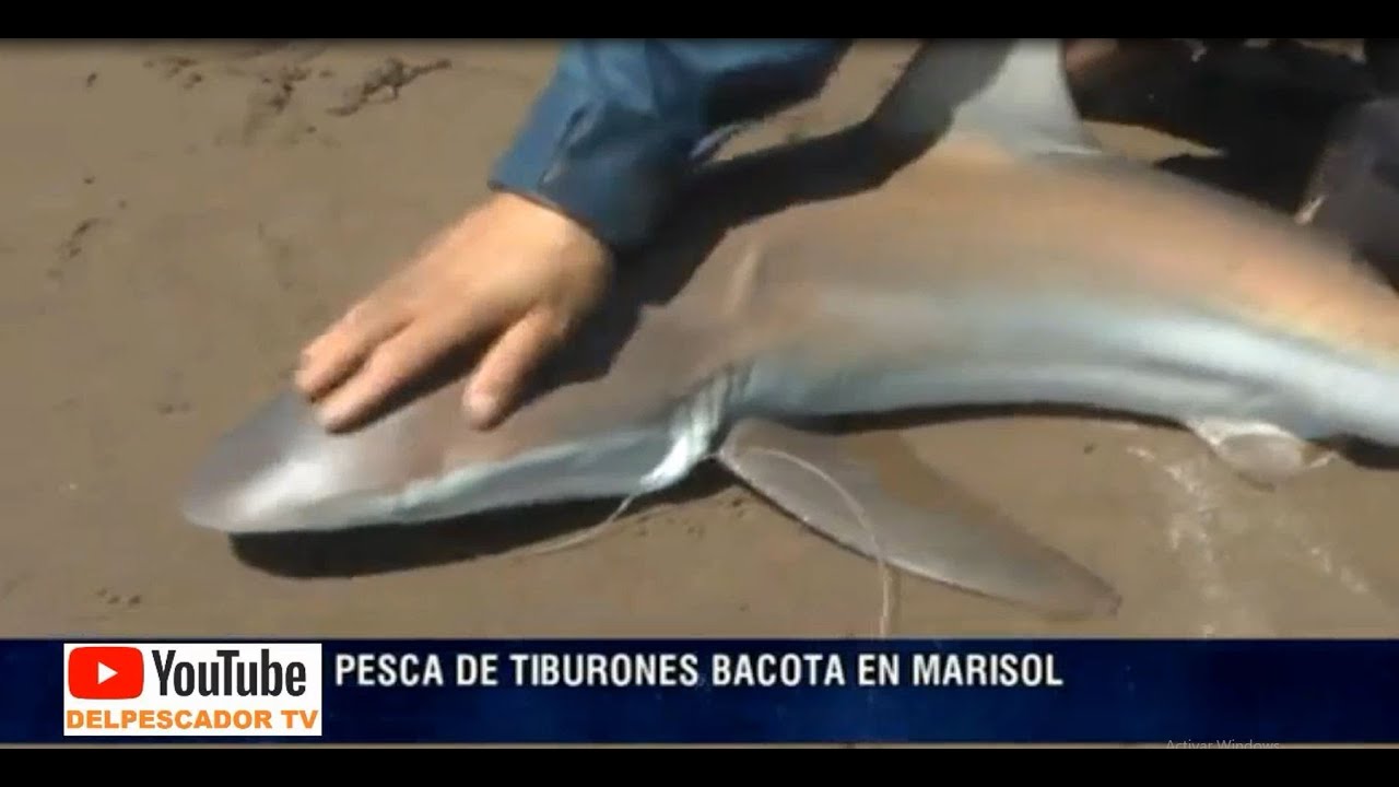 DELPESCADORTV480. TIBURONES BACOTA EN MARISOL por @PasionPorLaPescaTsAs ...