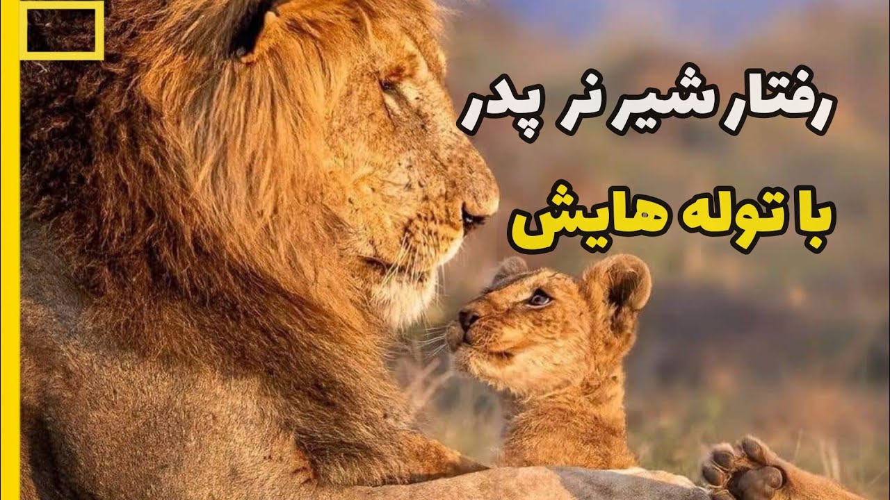 رفتارشیرنر باتوله هایش|حیوانات|حیات وحش|رازبقا|مستند|آفریقا|mostanad ...
