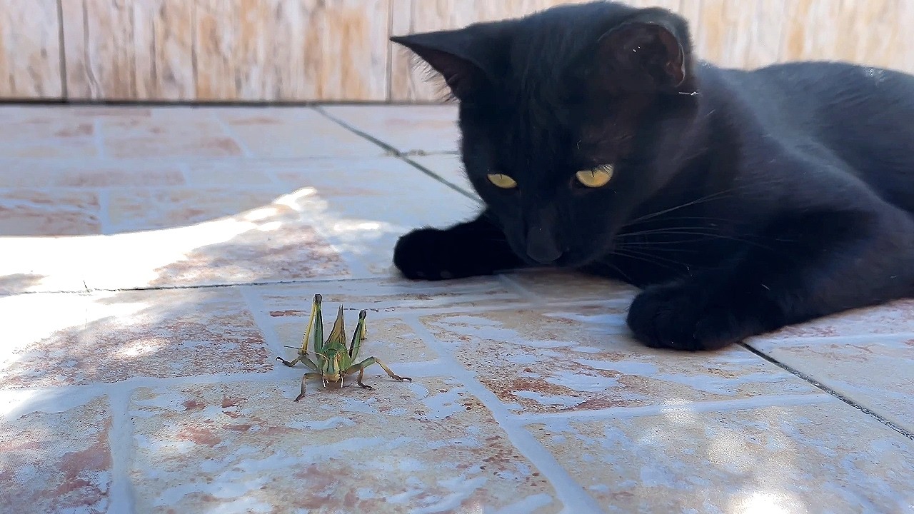 Cat Lady Dragon Main Locust Hunter - YouTube