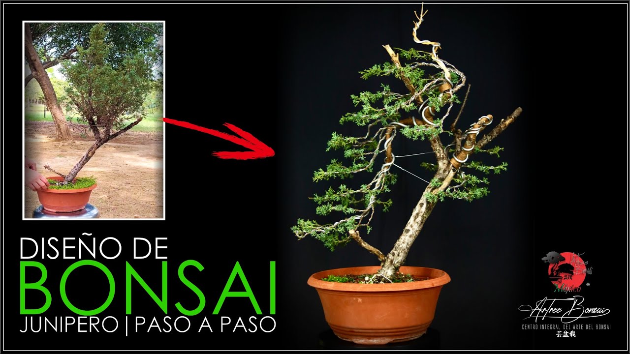 🌳 DISEÑO de BONSAI ESTILO INCLINADO | Proceso completo de 3 Meses - YouTube