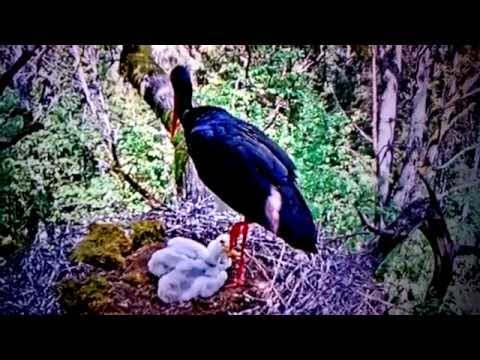 Frumoasa barza neagra cu puisorii - YouTube