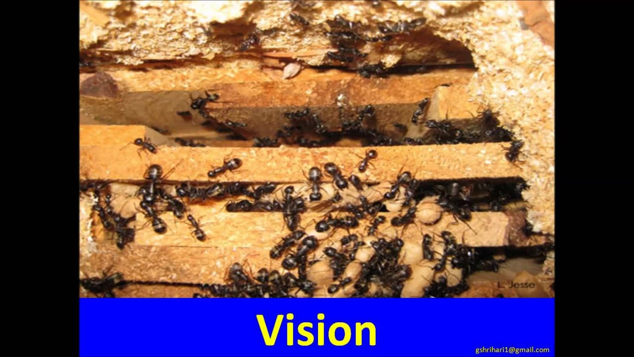 GREAT LIFE LESSONS FROM ANTS (INSPIRATIONAL VIDEO) - YouTube