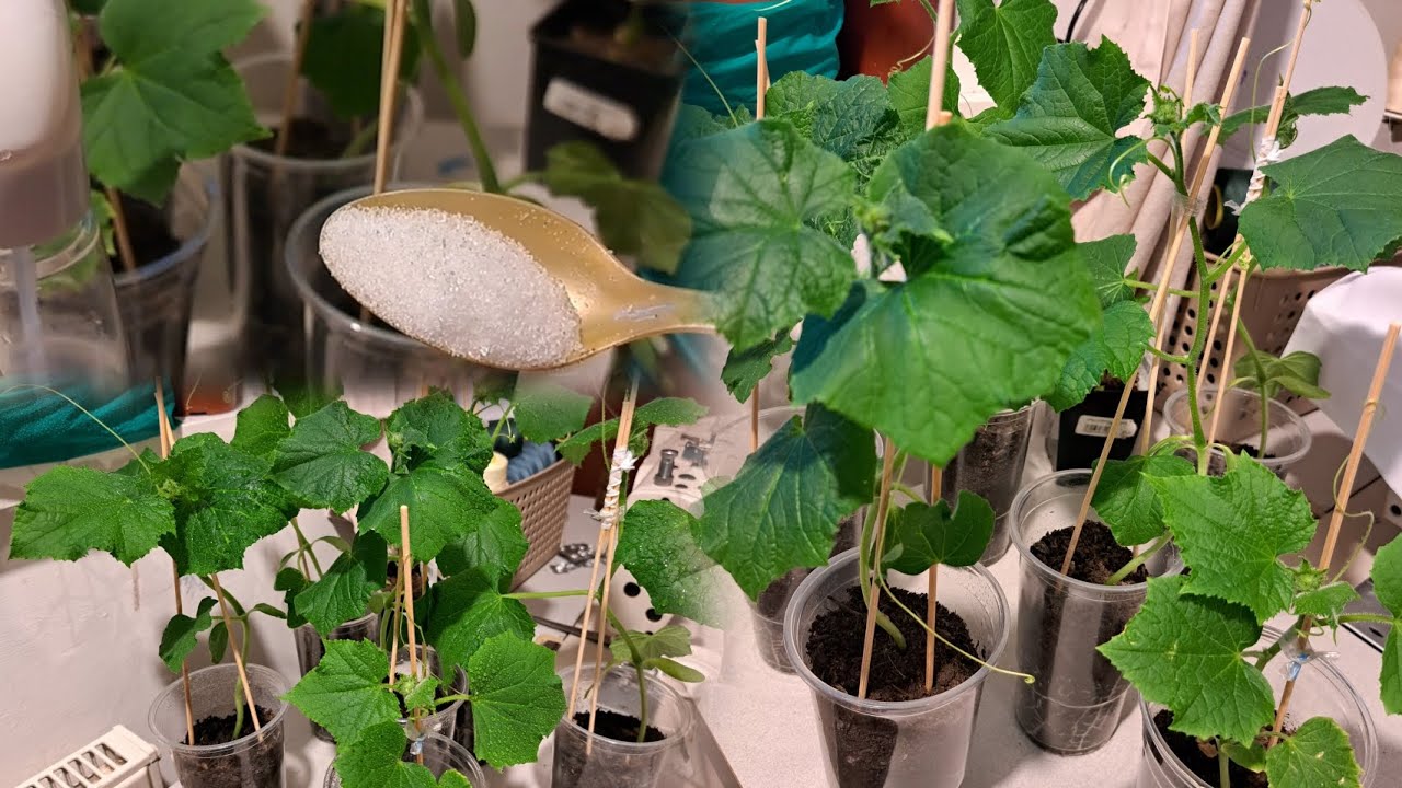 Cucumber plants, কিরা গাছে কোন খাবার দেই #cucumber #feeding,cucumber ...