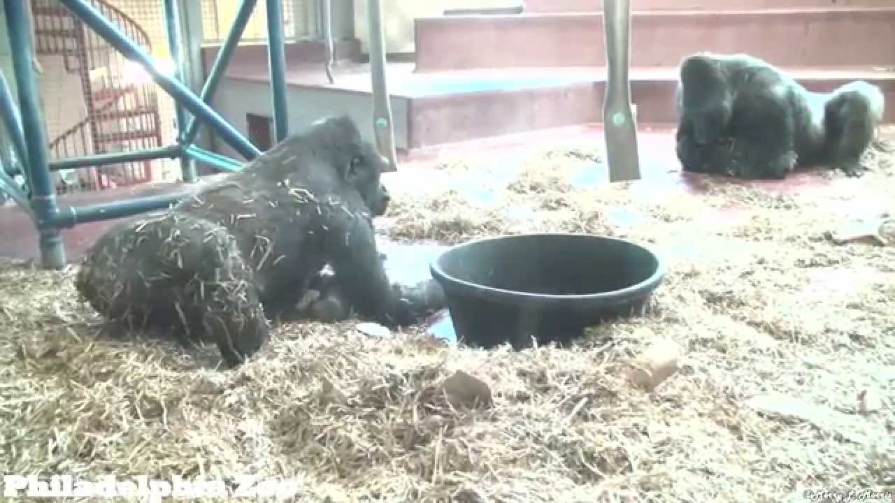 Philadelphia Zoo Gorilla Soap Opera Update - 11/29/14 - YouTube
