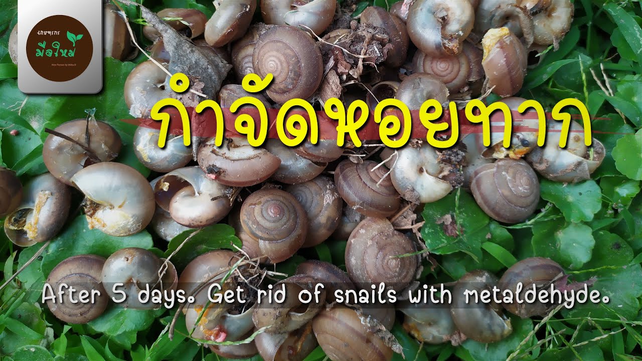 5 วันผ่านไป กำจัดหอยทากด้วยเมทัลดีไฮด์ ได้ผลดีมาก After 5 days. Get rid ...