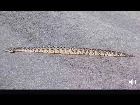 a non slithering snake - YouTube