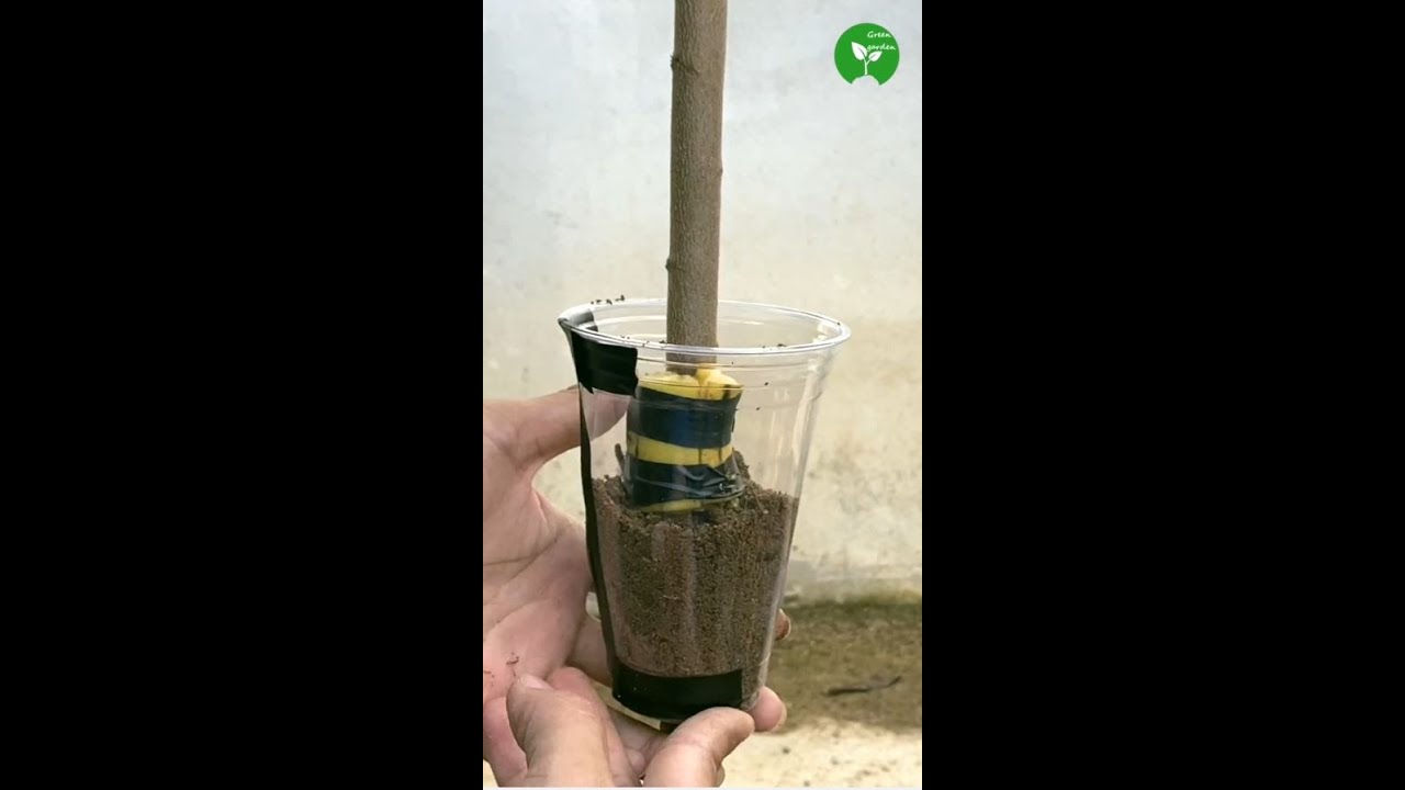 Air layering a Custard Apple tree by Banana using plastic cup #shorts # ...