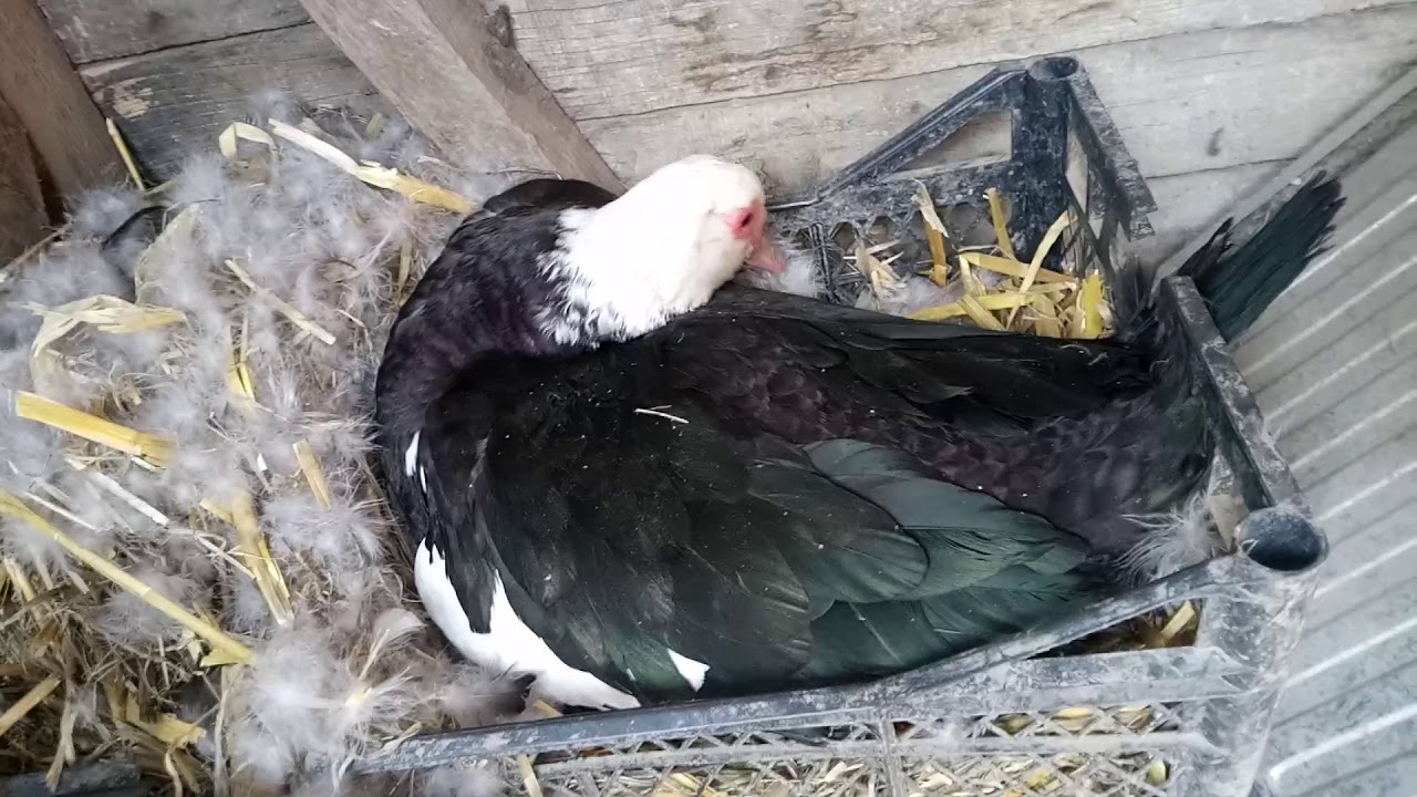 Broody muscovy duck - YouTube