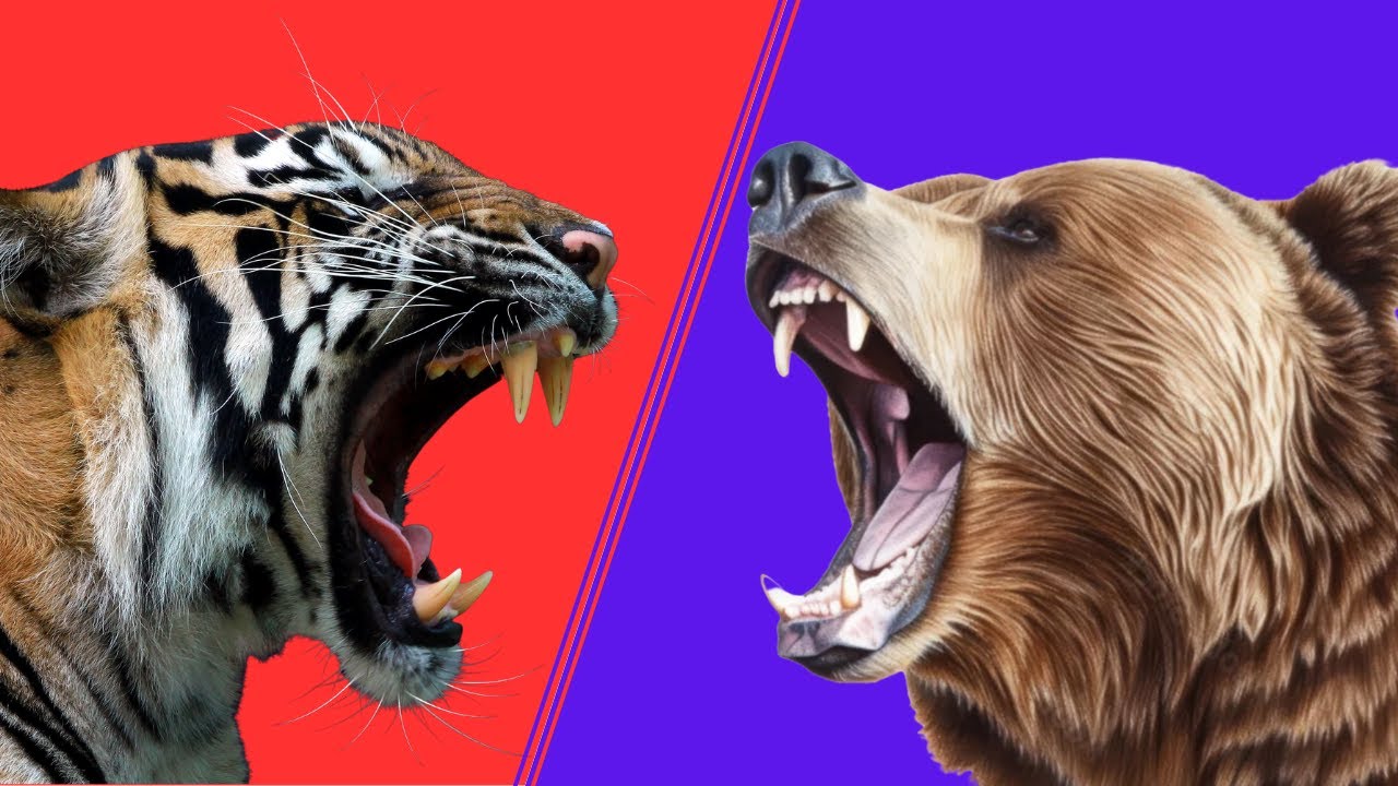 Bear vs Tiger! Who would win in a fight? - YouTube