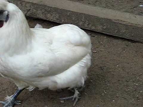 Meet Tailless: She's our tail less chicken!!! =) - YouTube