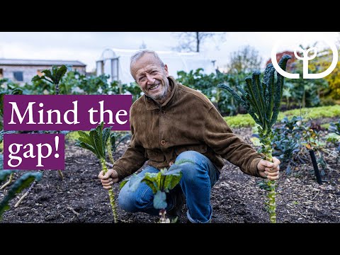Spacing Details for Vegetables|| Charles Dowding