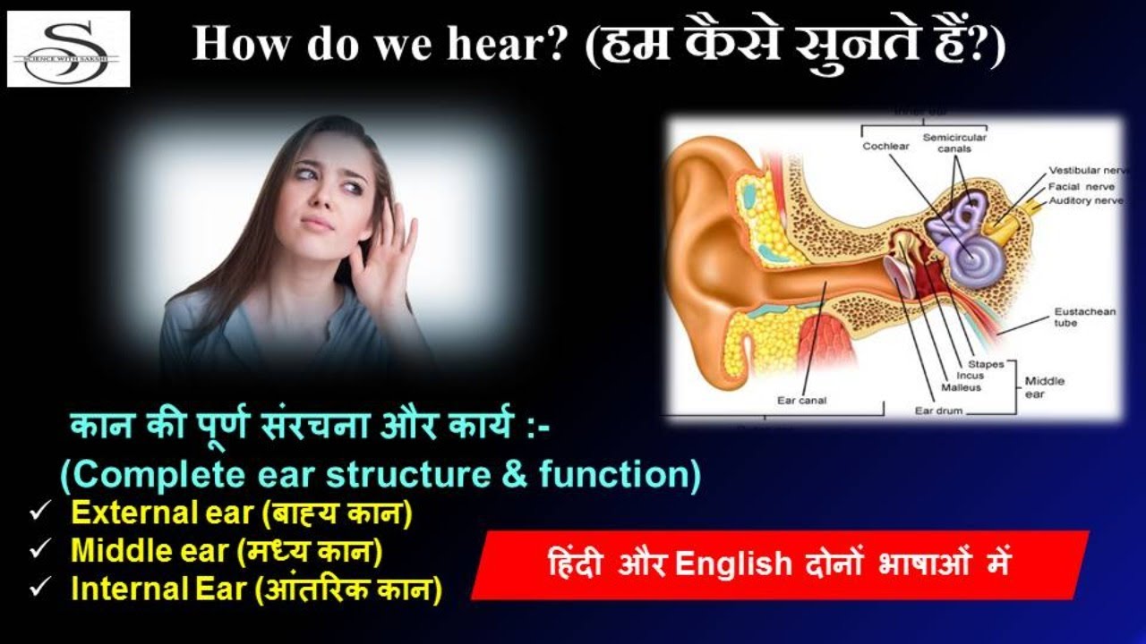 Human ear | Ear Function | How do we hear | Human sense organ | Human ...