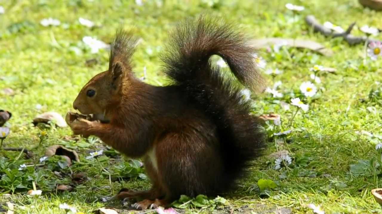 ARDILLA COMÚN.(Sciurus vulgaris) - YouTube