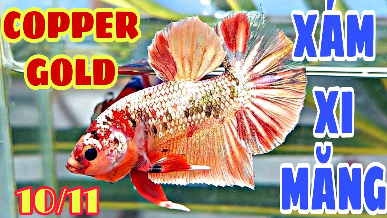 Các Dòng GALAXY, NEMO COPPER | Đợt Cá Betta Copper Gold 10/11/2021 ...