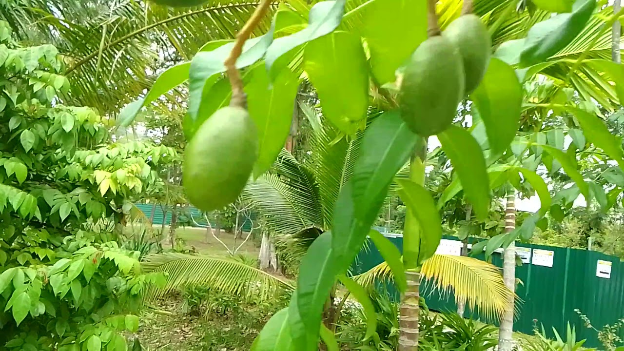 chico tree - YouTube