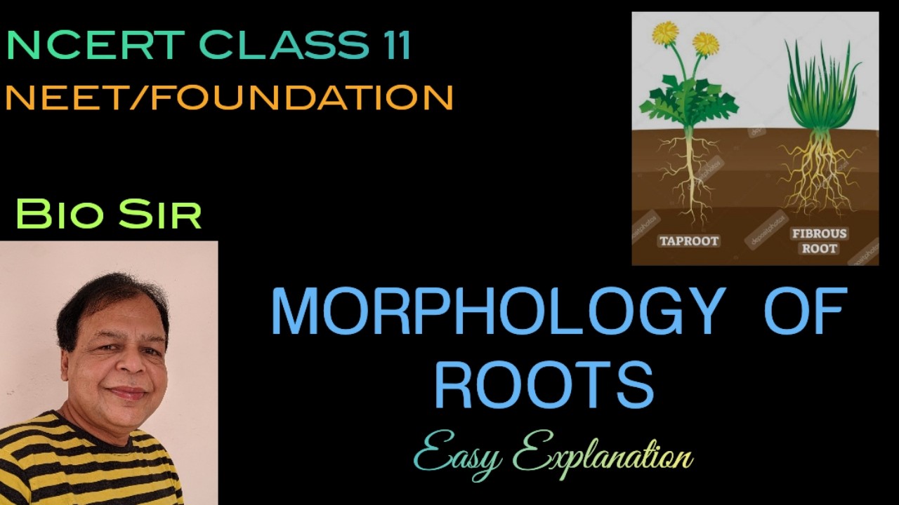 Morphology of Root | Class 11| Morphology of Flowering Plants| NCERT ...