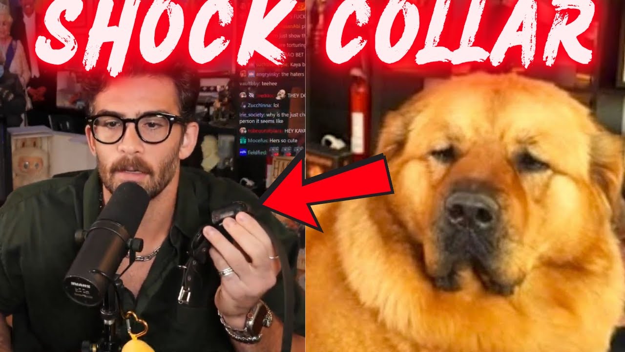 Did Hasan Piker Just SHOCK His Dog LIVE on Stream?! - YouTube