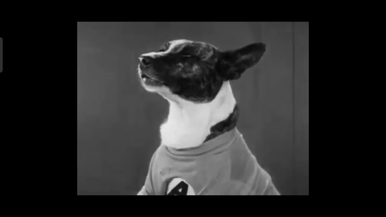 A Dogville Comedy - An All Barkie College Hounds (1929) (Complete Pre ...