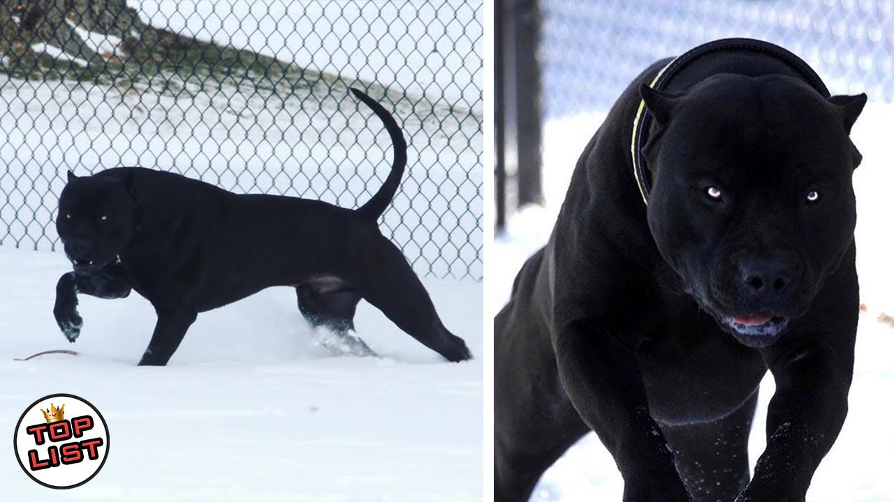 Sempat Dikira Panther Hitam!, Inilah Beberapa Anjing Paling Unik di ...