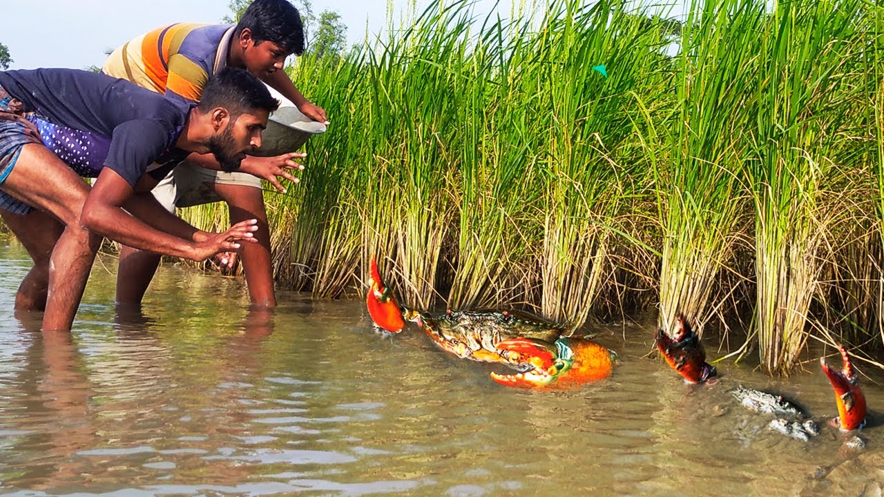 Amazing Hand Crab Catching | Catching Lots Of Crabs In Rice Field With ...
