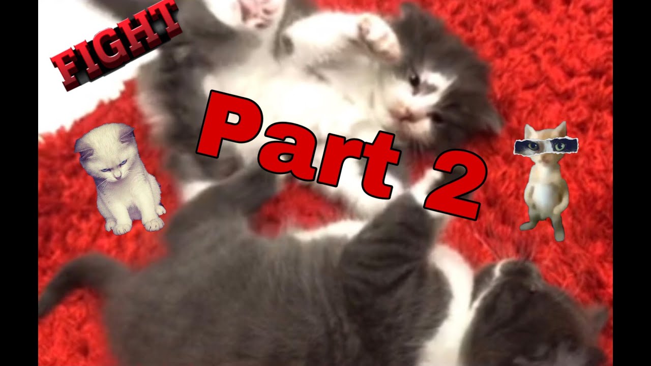 Kittens play fighting *catfight* Part 2 - YouTube