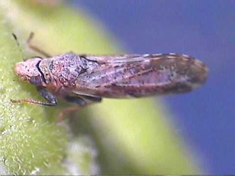 Insecto baterista (Diaphorina citri) Dr. JLMC - YouTube