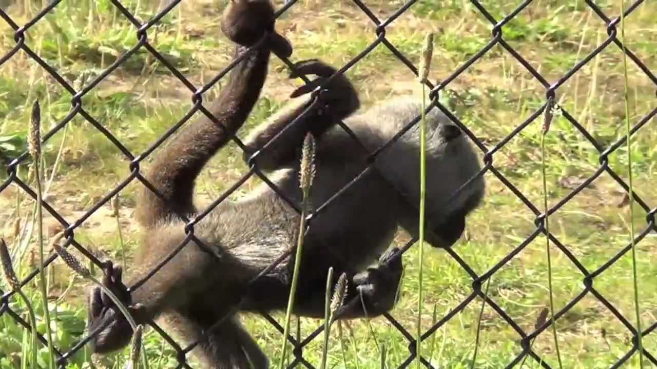 Baby Monkey (Monkey World Ape Rescue Centre) - YouTube