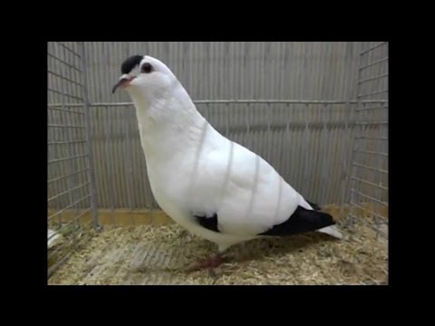 Thüringer Storchtaube, Thuringian Stork Pigeon, Bundessiegerschau ...