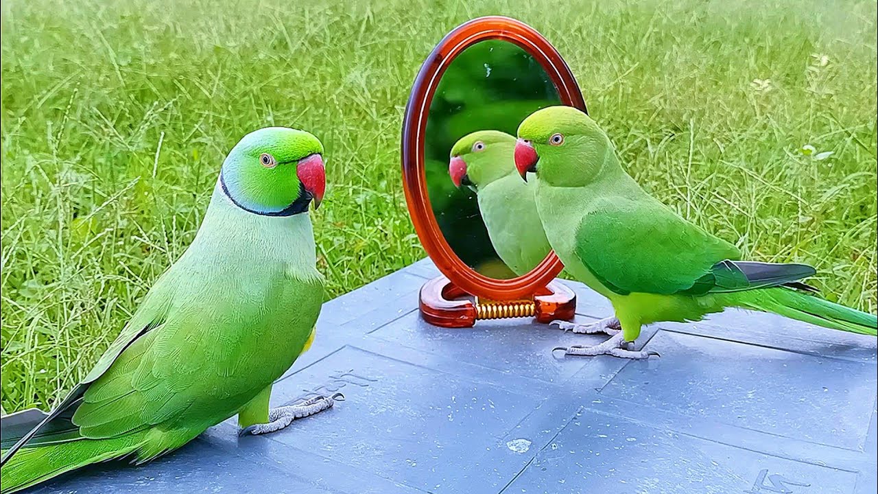 Green Parrot Talking - YouTube