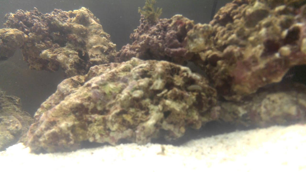 Live rock creatures? - YouTube